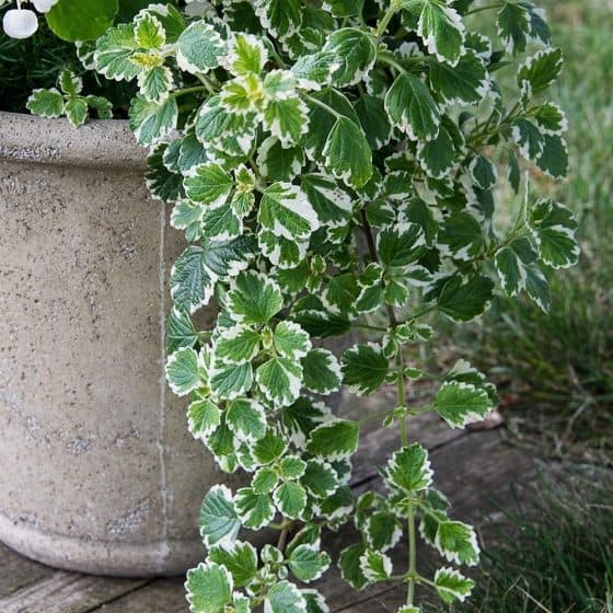 Plectranthus coleoides ‘Variegata’/ Tamnjanika | Rasadnik Beograd
